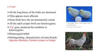 Mutations and major variants of skeleton in chicken | PPTX