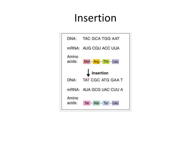 Mutations And Mutagenesis Mph 19 1 15