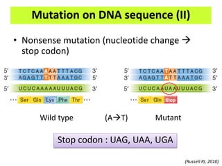 Mutation and DNA repair | PPT