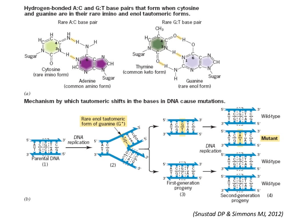 Mutation and DNA repair