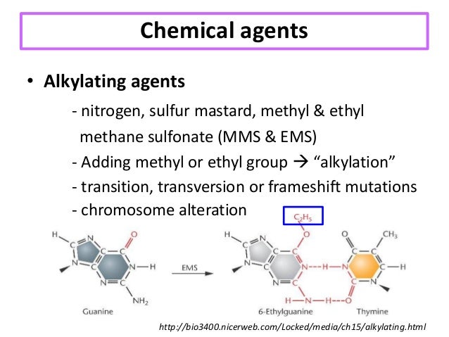 Mutation and DNA repair