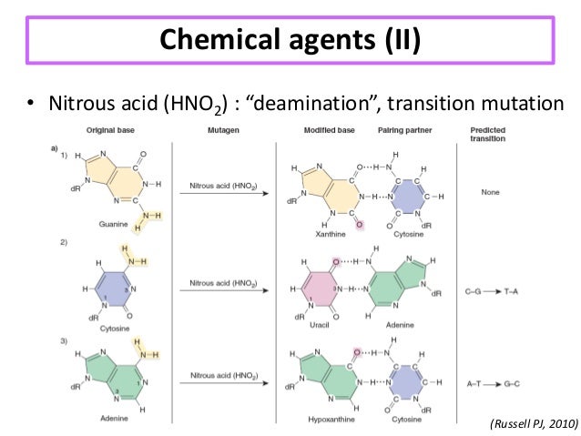 Mutation and DNA repair