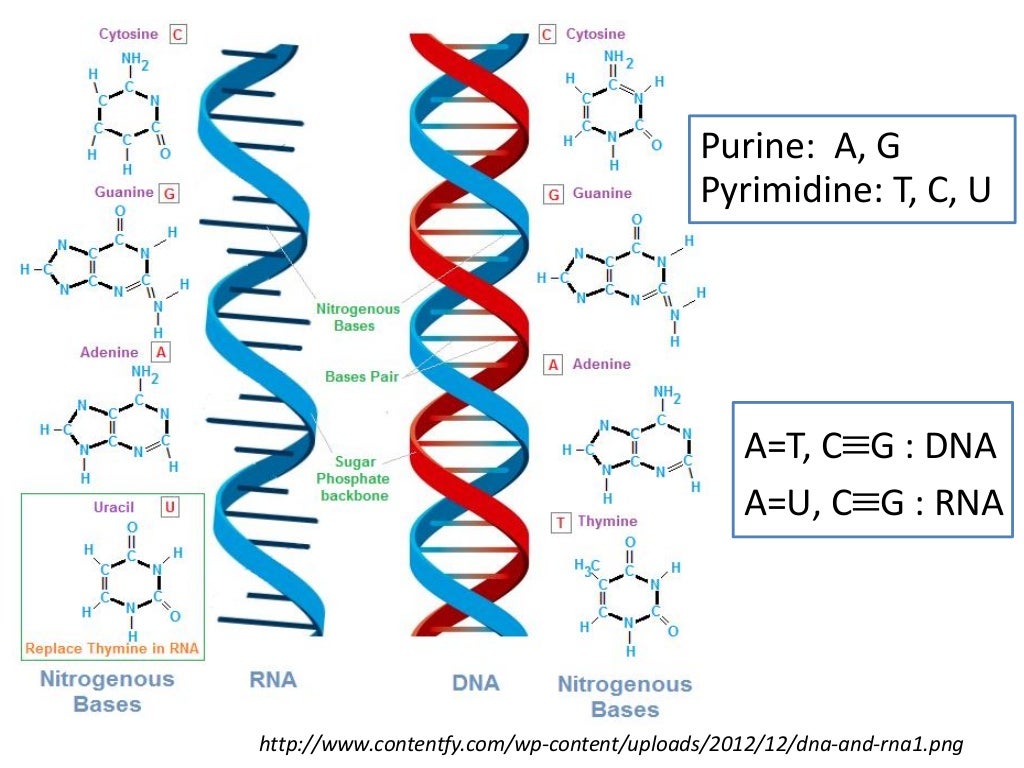Mutation and DNA repair