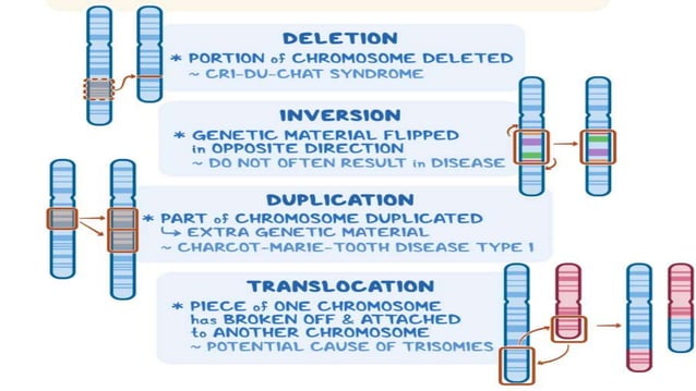 MUTATIONS FINAL.kinds of mutation,causes | PPT