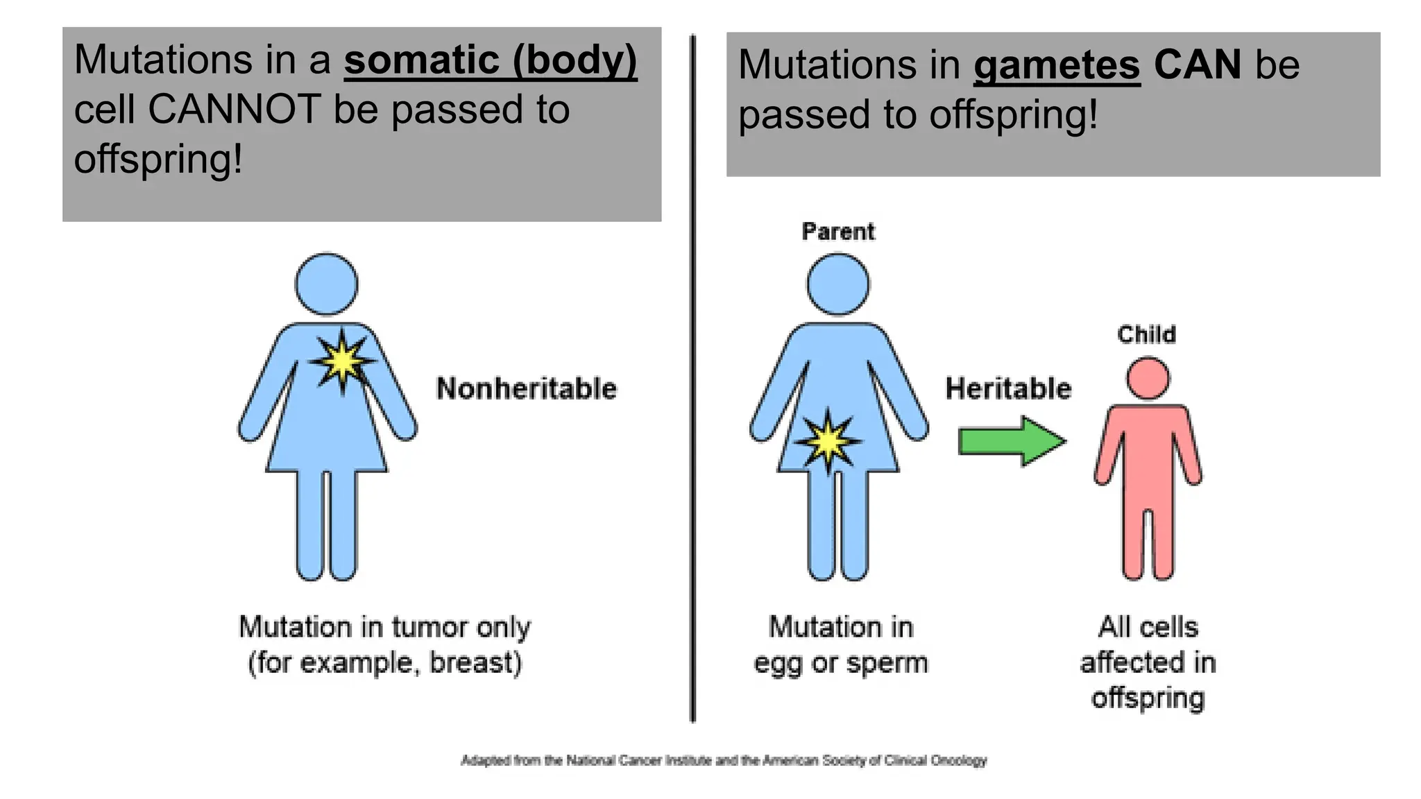 mutations ( types of mutation) point , missense , nonsense | PDF
