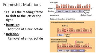 mutations ( types of mutation) point , missense , nonsense | PDF