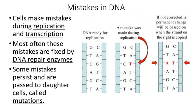 mutations ( types of mutation) point , missense , nonsense | PDF ...