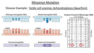 mutations ( types of mutation) point , missense , nonsense | PDF