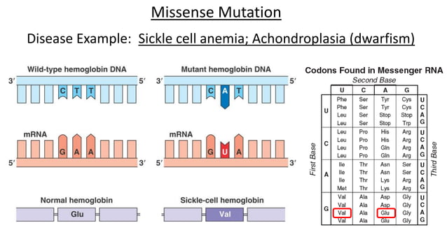 mutations ( types of mutation) point , missense , nonsense | PDF ...