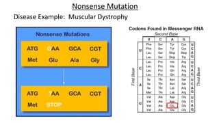mutations ( types of mutation) point , missense , nonsense | PDF