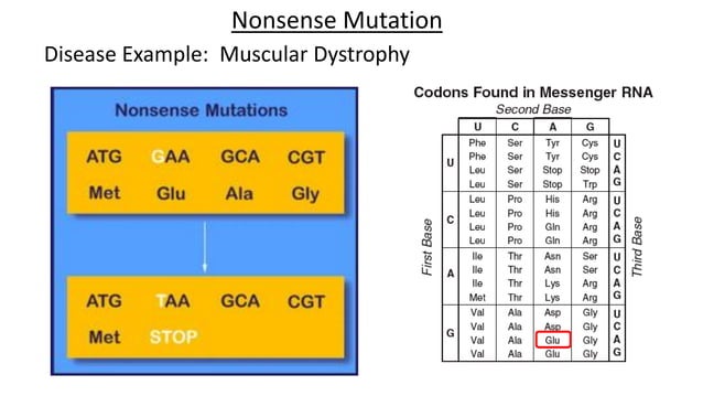 mutations ( types of mutation) point , missense , nonsense | PDF ...