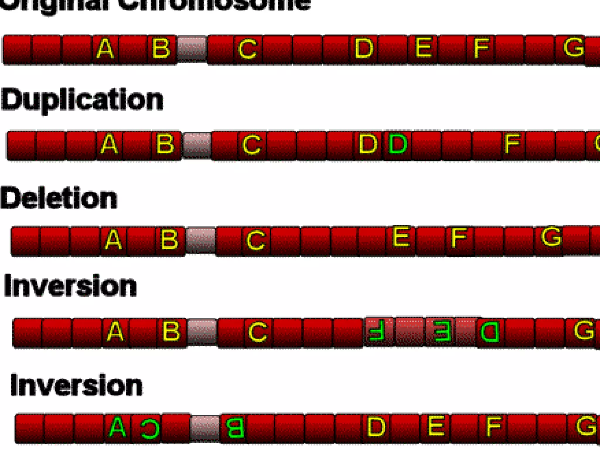 Mutations powerpoint | PPTX