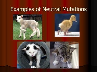 Mutations ppt.pdf