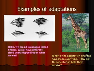 Mutations ppt.pdf