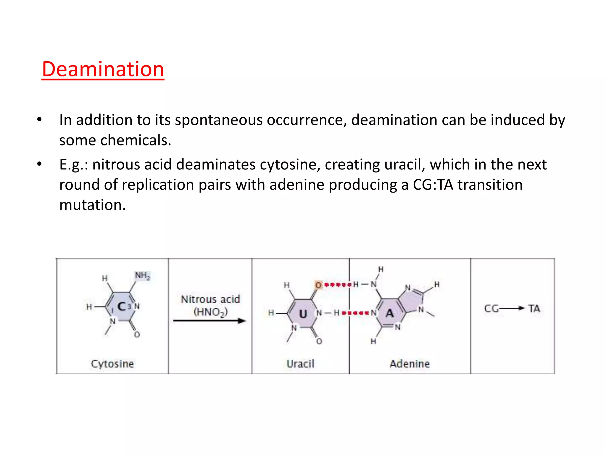 Spontaneous and induced mutations | PPTX