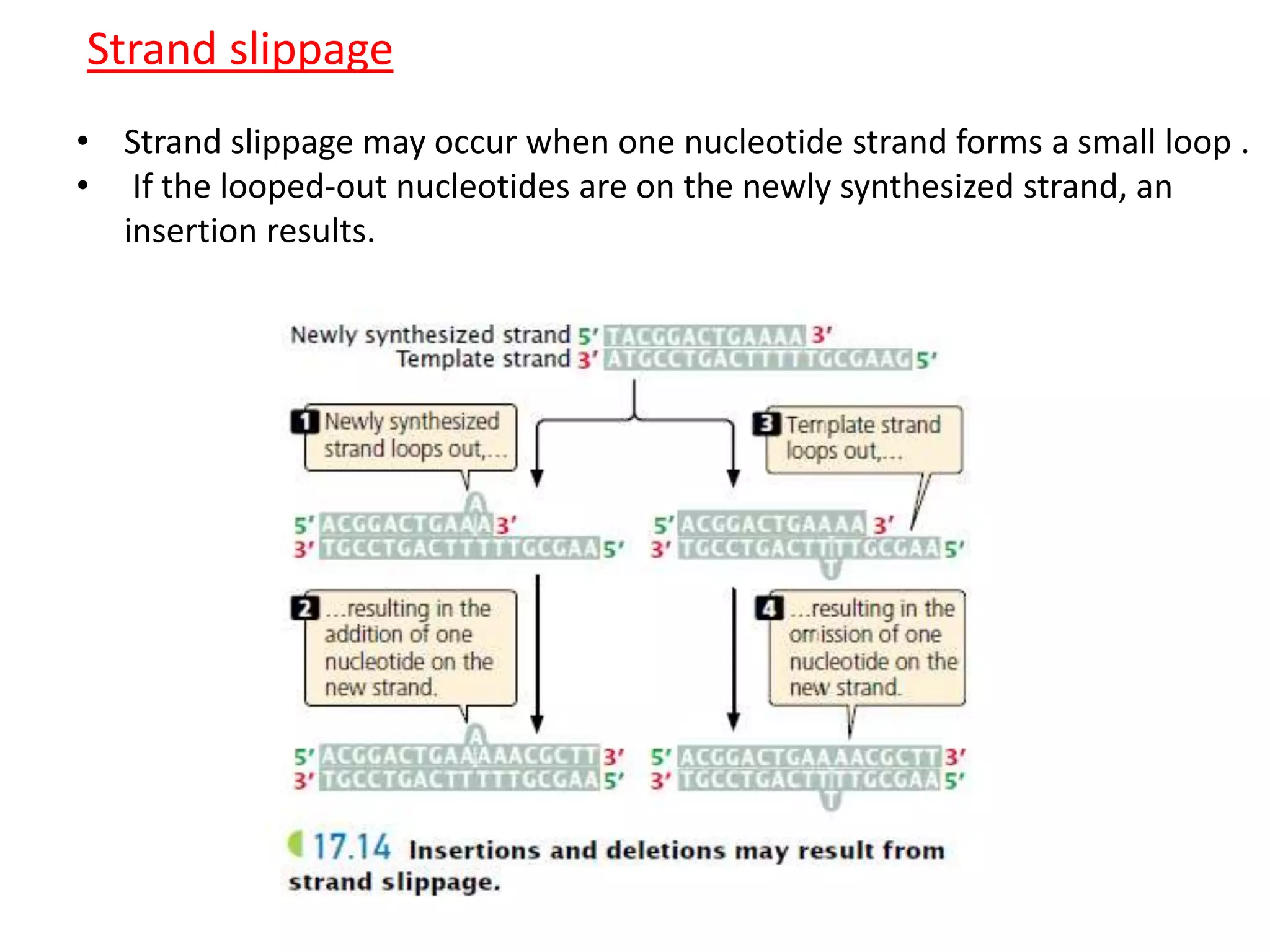Spontaneous and induced mutations | PPTX