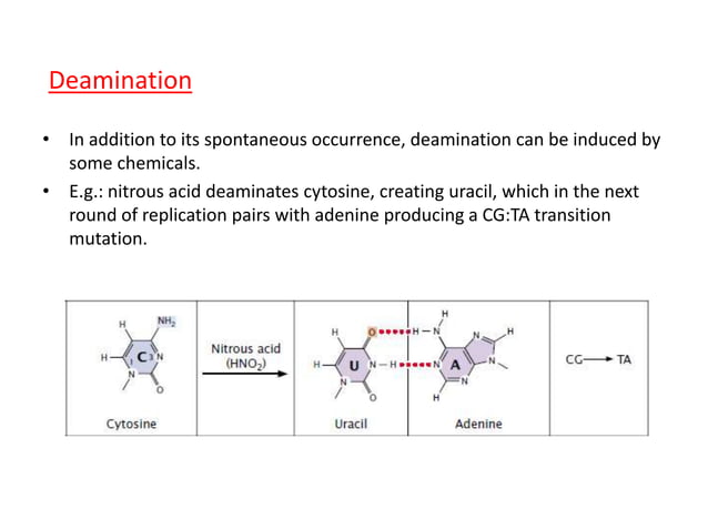 Spontaneous and induced mutations | PPTX | Chemistry | Science