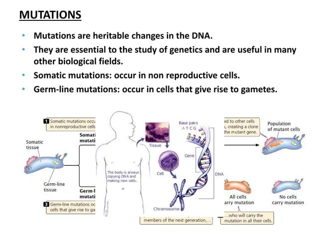 Spontaneous and induced mutations | PPTX | Chemistry | Science
