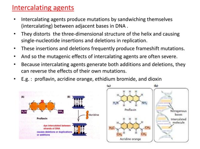 Spontaneous and induced mutations | PPTX | Chemistry | Science