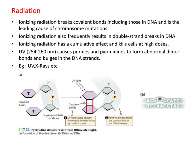 Spontaneous and induced mutations | PPTX | Chemistry | Science