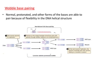 Spontaneous and induced mutations | PPTX | Chemistry | Science
