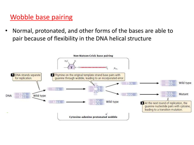 Spontaneous and induced mutations | PPTX | Chemistry | Science