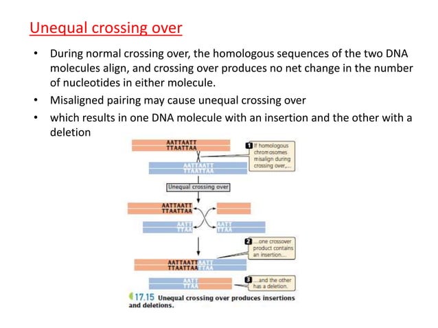 Spontaneous and induced mutations | PPTX | Chemistry | Science
