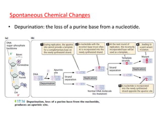 Spontaneous and induced mutations | PPTX