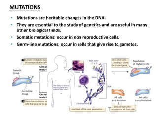 Mutations In Humans Caused By Radiation