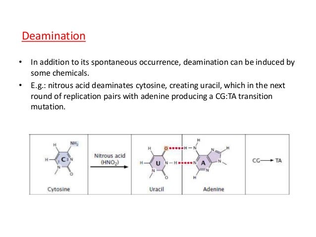 Spontaneous and induced mutations