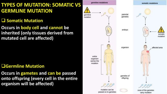 Mutations types and causes | PPTX | Genetics | Science