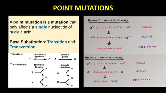 Mutations types and causes | PPTX | Genetics | Science