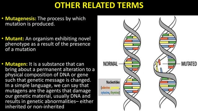 Mutations types and causes | PPTX | Genetics | Science