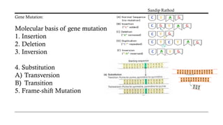 Mutation Theory of De Vries.pdf