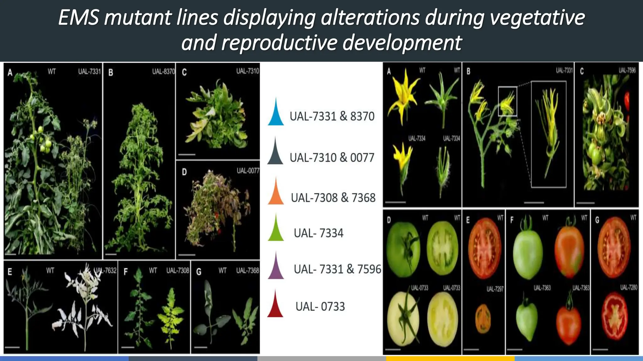 Mutation in tomato using EMS and gene discovery.pptx