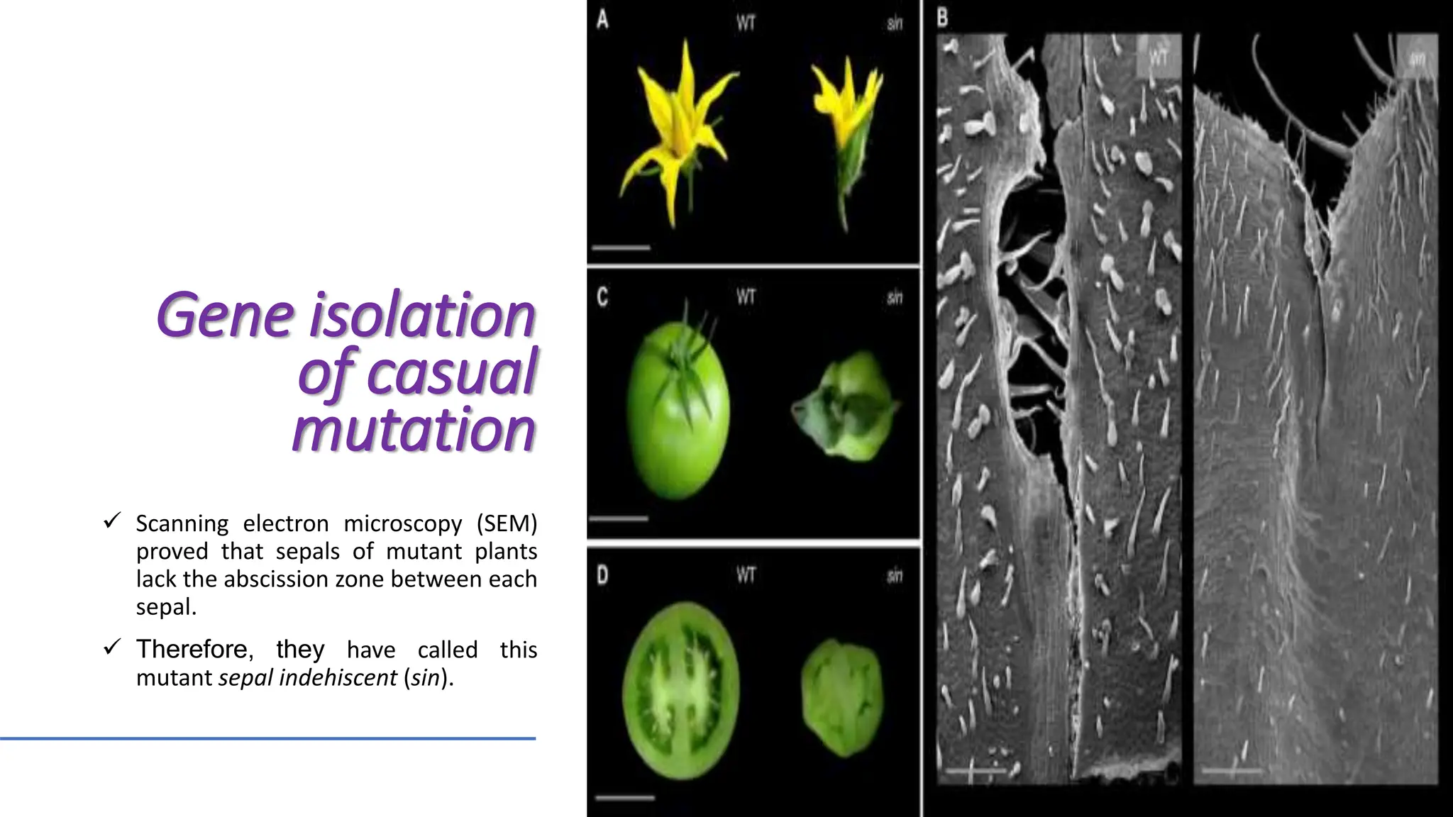 Mutation in tomato using EMS and gene discovery.pptx