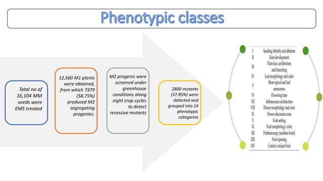 Mutation in tomato using EMS and gene discovery.pptx