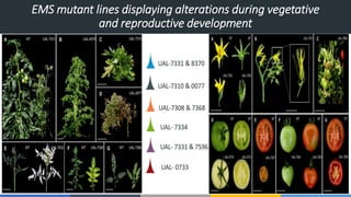 Mutation in tomato using EMS and gene discovery.pptx