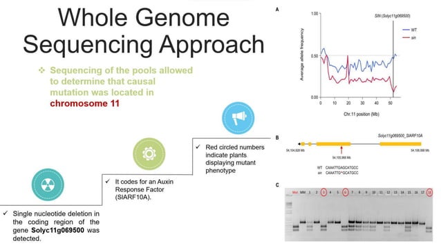 Mutation in tomato using EMS and gene discovery.pptx