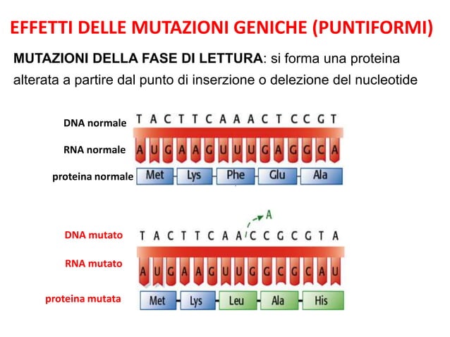 Mutazioni | PPTX | Genetics | Science