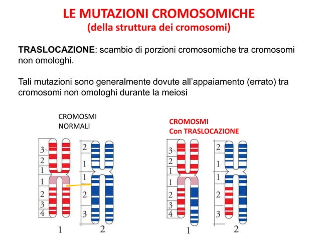 Mutazioni | PPTX | Genetics | Science