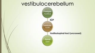 connections of cerebellum | PPSX