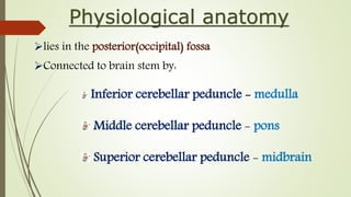 connections of cerebellum | PPSX