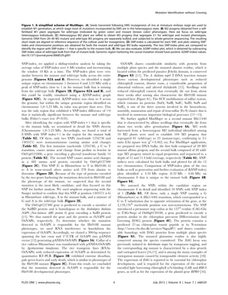 Mut map genetic mapping and mutant identification without crossing ...