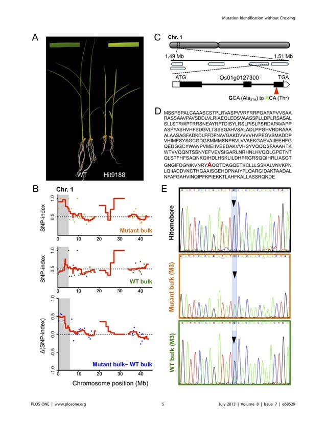 Mut map genetic mapping and mutant identification without crossing ...
