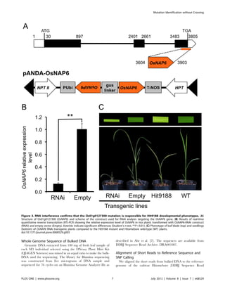 Mut map genetic mapping and mutant identification without crossing ...