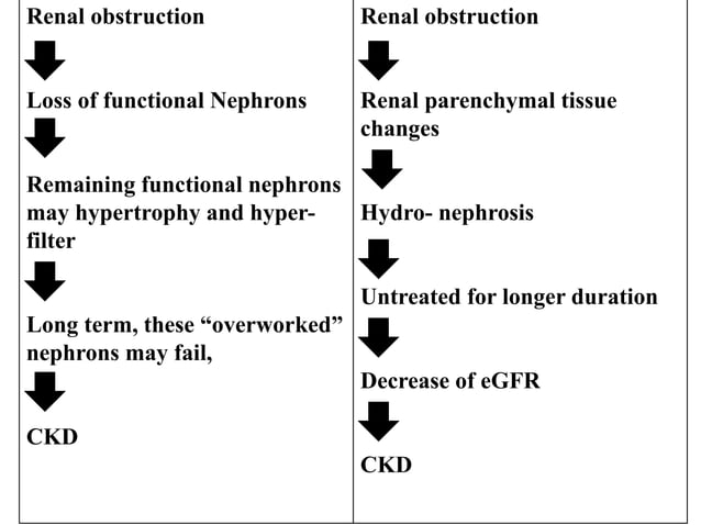 Mutrashmari(renal calculi) and the risk for CKD | PPTX | Digestive ...