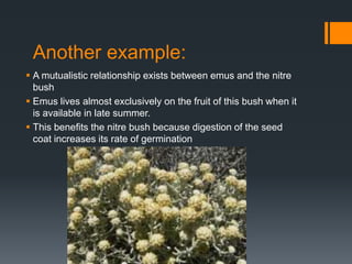 11biolMutualism | PPTX | Food & Drink