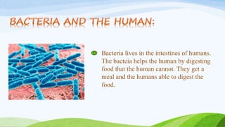 Bacteria And Human Mutualism