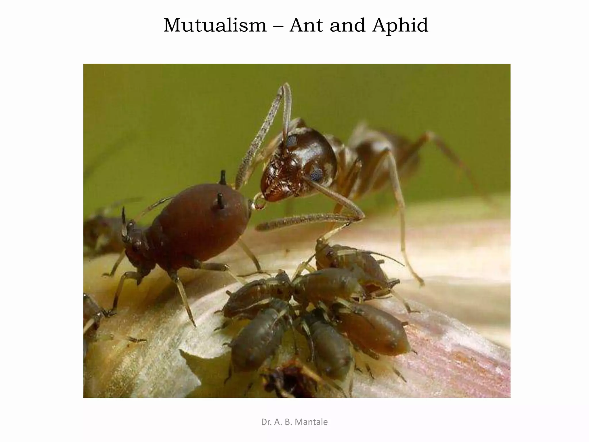 Mutualism | PPTX